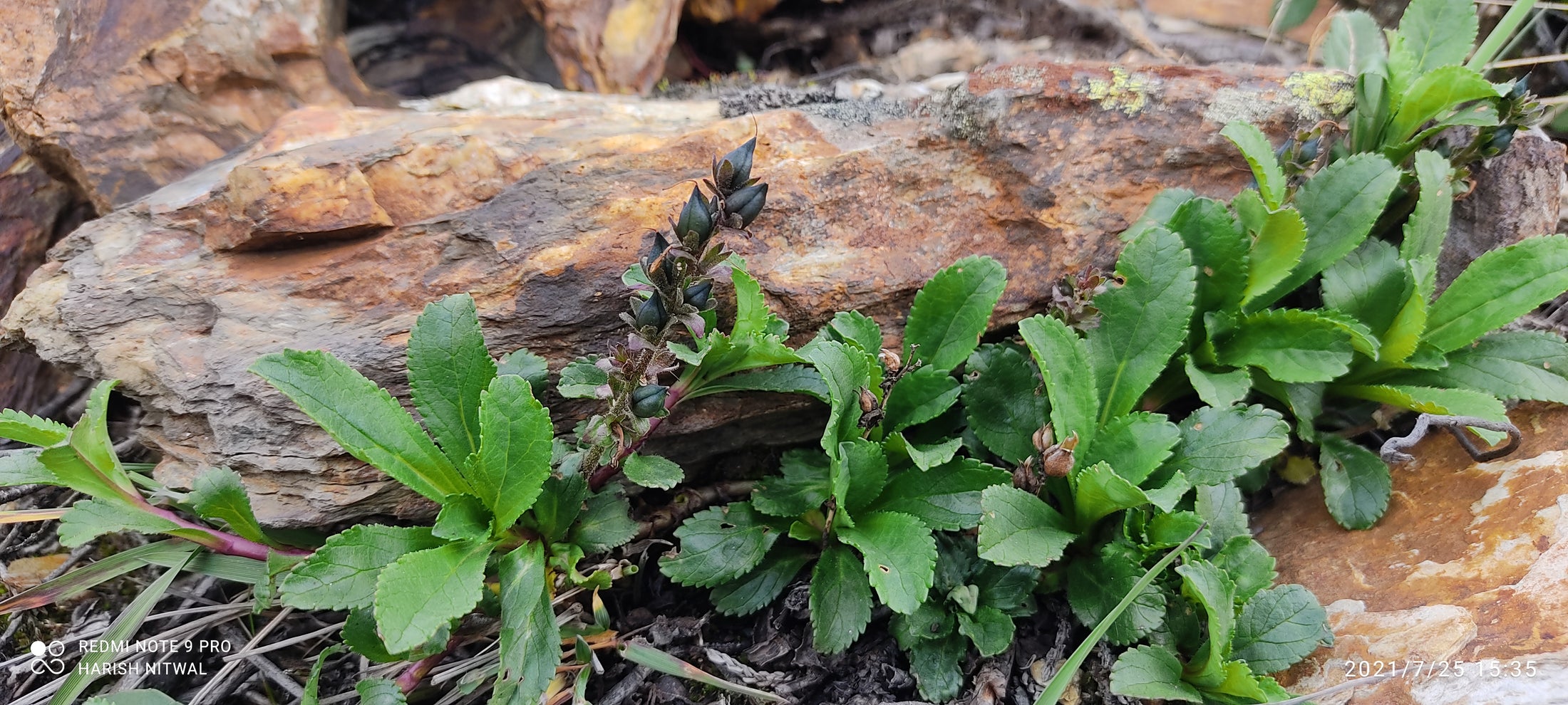 Top 10 Health Benefits of Kutki (Picrorhiza kurroa) its dosage and pre ...